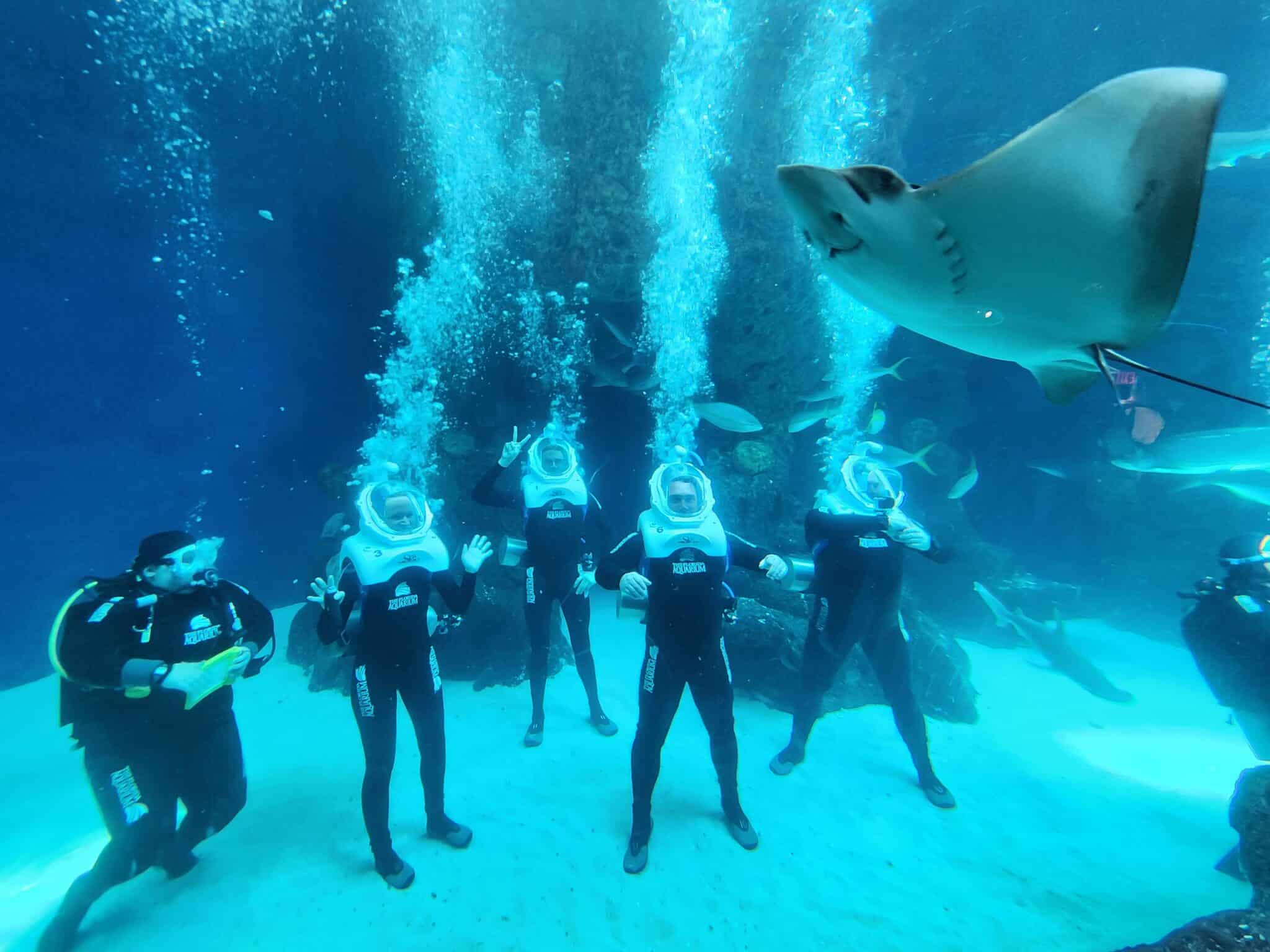 See what it's like to walk underwater with SeaTREK at The Florida Aquarium