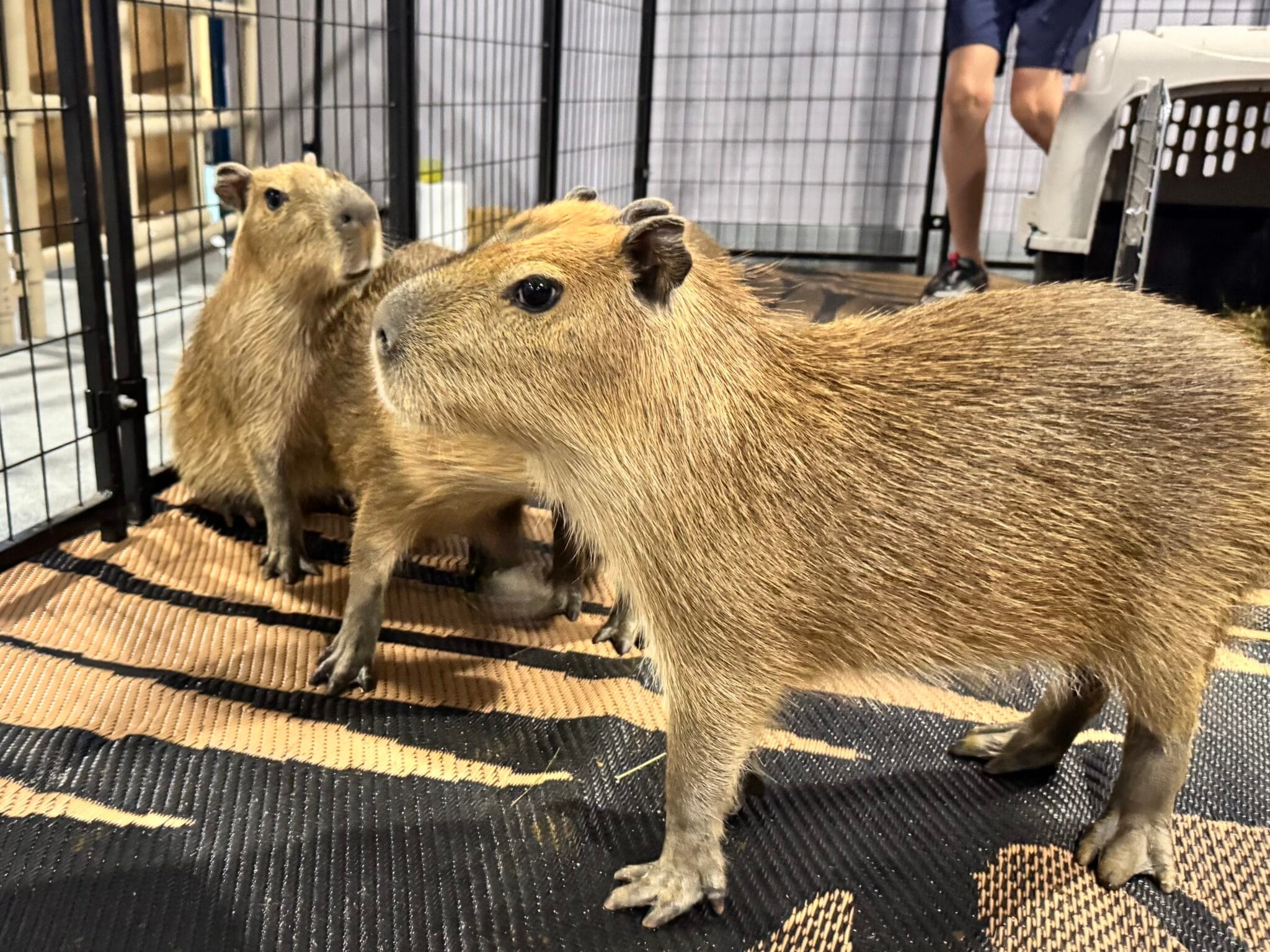 Capybaras are BACK for the Summer at Clearwater Marine Aquarium!