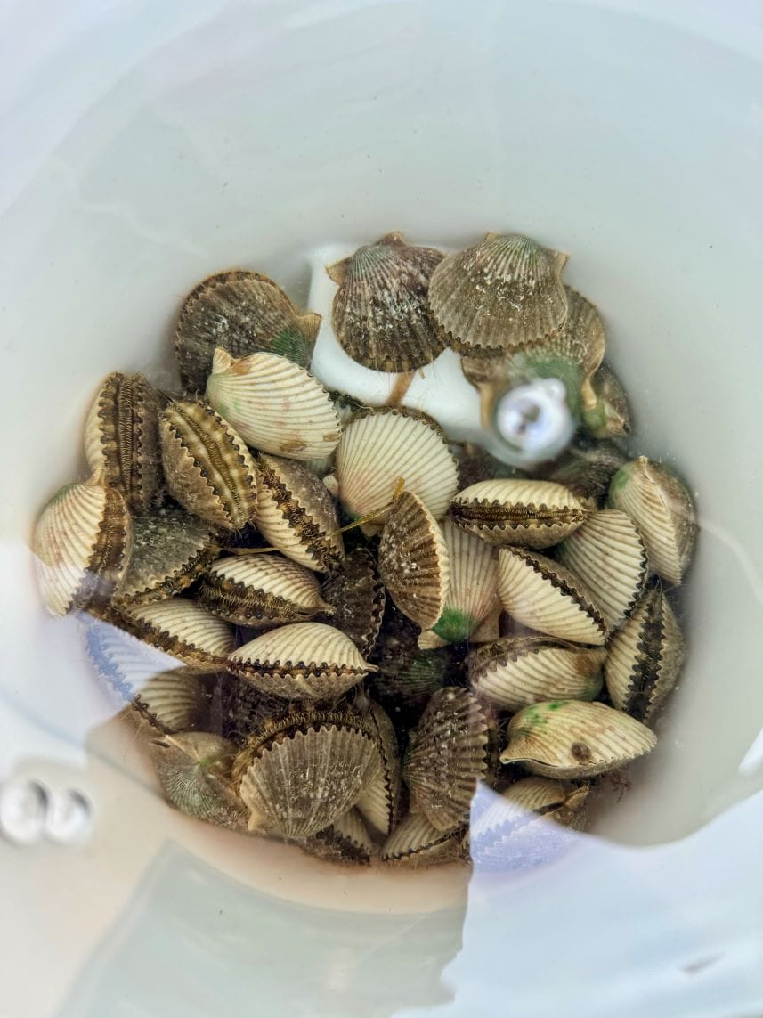 2025 Scalloping Season in Tampa Bay: It's a Must Do Family Adventure