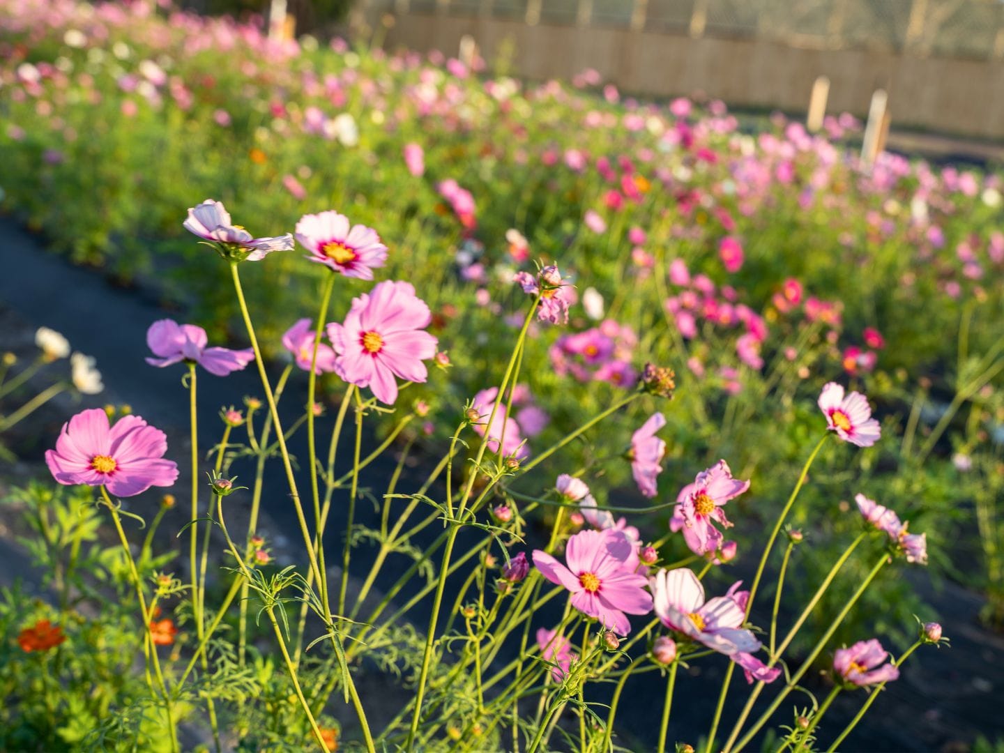 Our favorite flower fields for u-pick flowers in Tampa Bay!